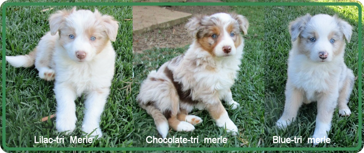 Lilac Merle Border Collie